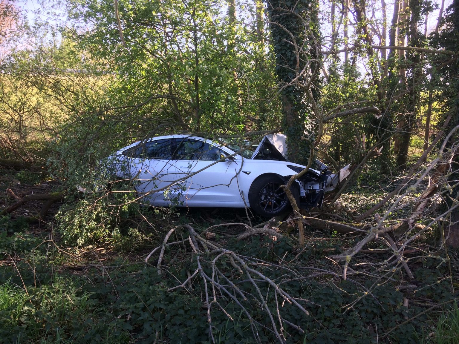 Tesla Model 3 driver walks away after crashing head-on into a tree ...