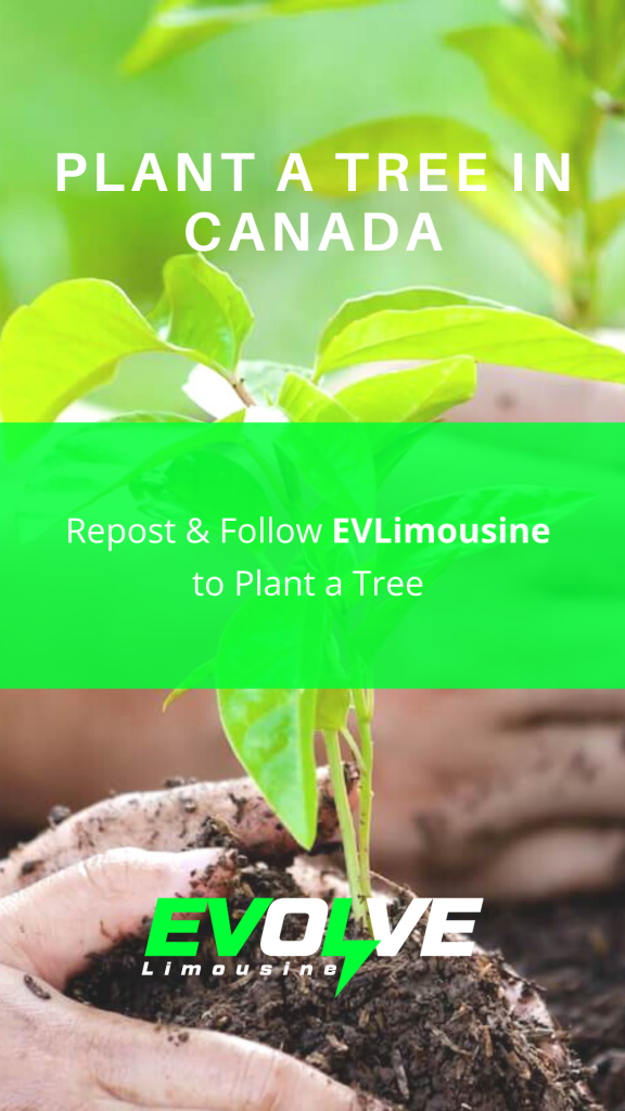Help Evolve Limousine plant 3,000 trees in Canada before December 31 ...