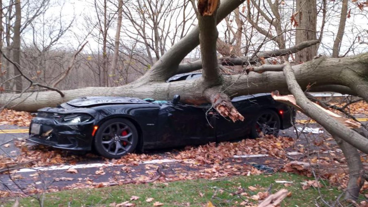 Video captures massive tree falling onto Tesla Model 3 glass roof, all ...