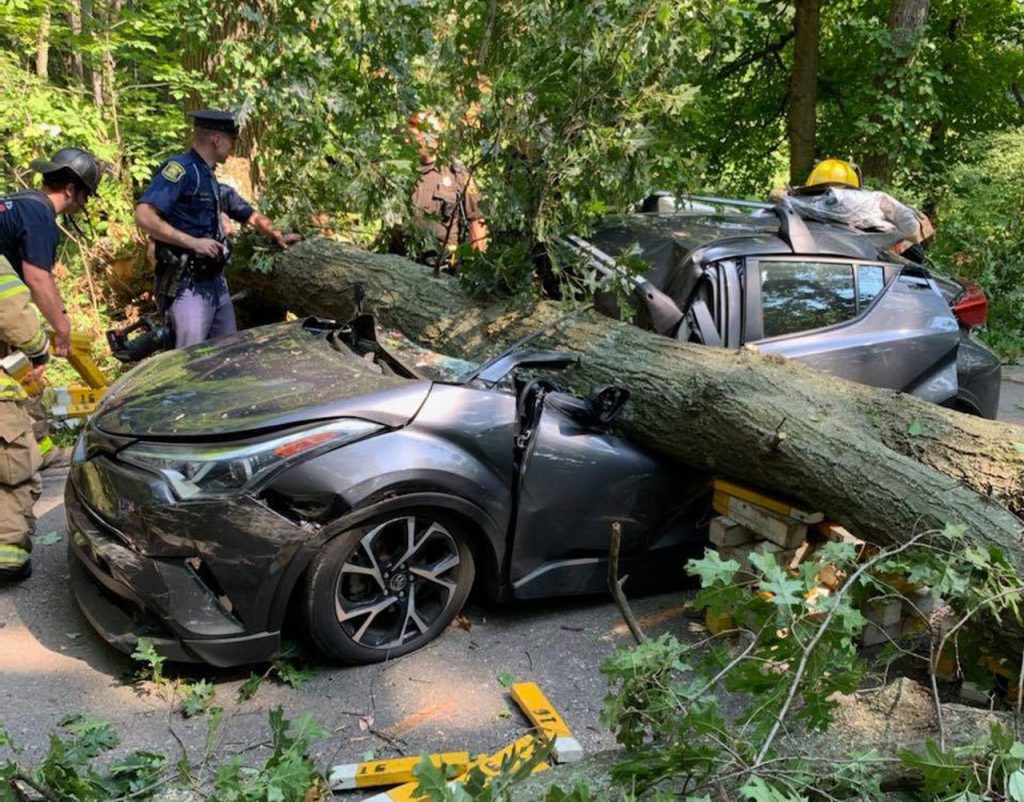 Video captures massive tree falling onto Tesla Model 3 glass roof, all ...