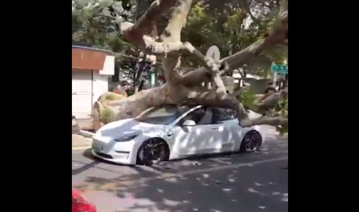 Tesla's glass roof shows off its strength after massive tree falls on ...