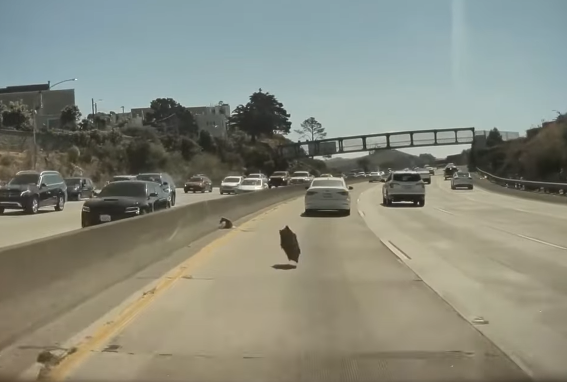 Tesla Cybertruck aero cover takes flight on California freeway [Video ...